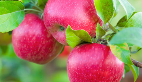 Apple Facts | Perry Lowe Orchard