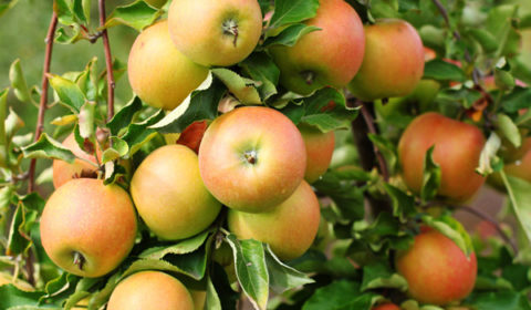 Apple Facts | Perry Lowe Orchard