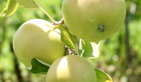 Apple Facts | Perry Lowe Orchard