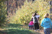 Photos | Perry Lowe Orchard
