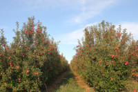 Photos | Perry Lowe Orchard