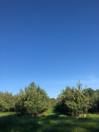 Photos | Perry Lowe Orchard