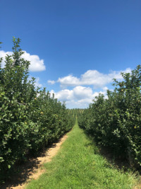Photos | Perry Lowe Orchard