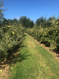 Photos | Perry Lowe Orchard