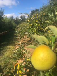 Photos | Perry Lowe Orchard