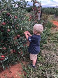Photos | Perry Lowe Orchard