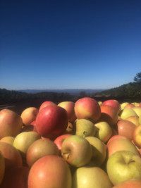 Photos | Perry Lowe Orchard